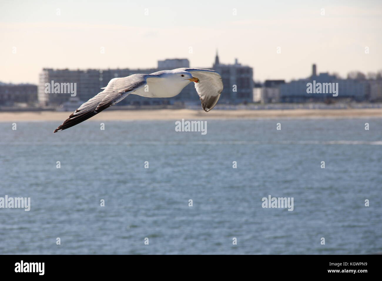 Inland birds hi-res stock photography and images - Alamy