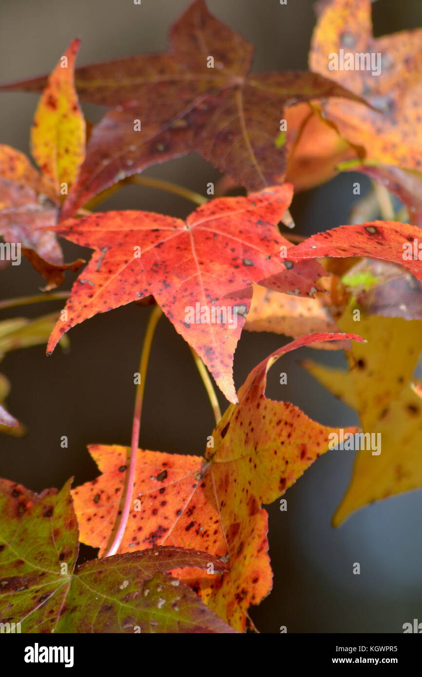 colorful leaves on a crisp fall day Stock Photo - Alamy