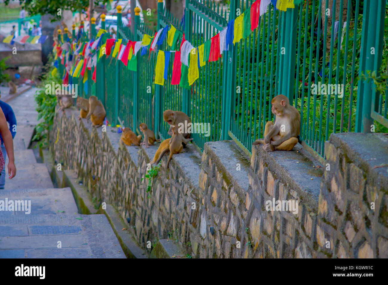 KATHMANDU, NEPAL OCTOBER 15, 2017: Family of monkeys sitting at ...