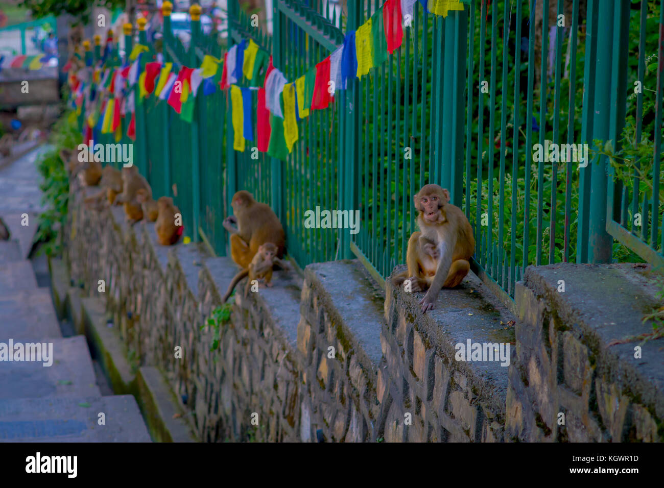 KATHMANDU, NEPAL OCTOBER 15, 2017: Family of monkeys sitting at ...