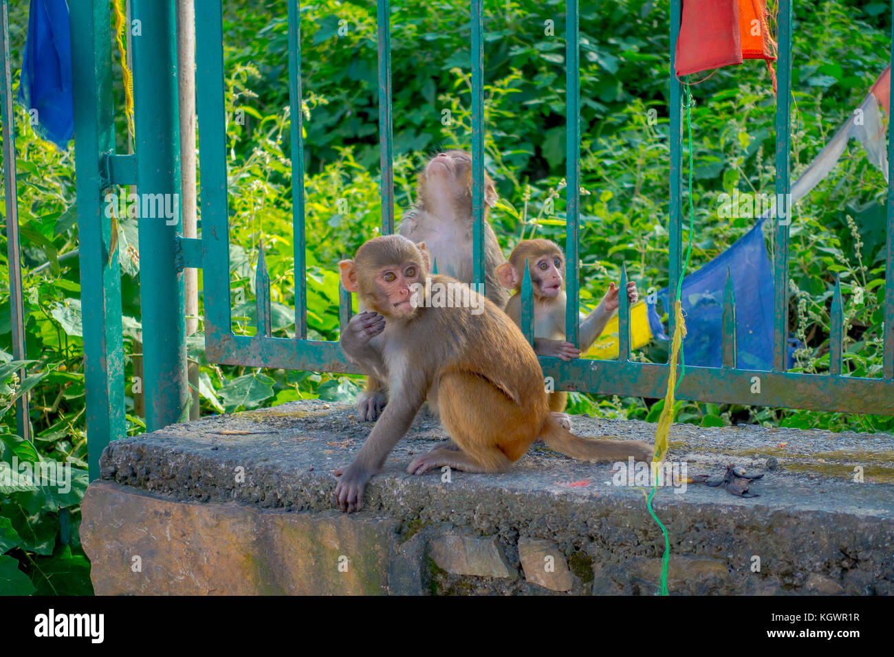 KATHMANDU, NEPAL OCTOBER 15, 2017: Family of monkeys sitting at ...