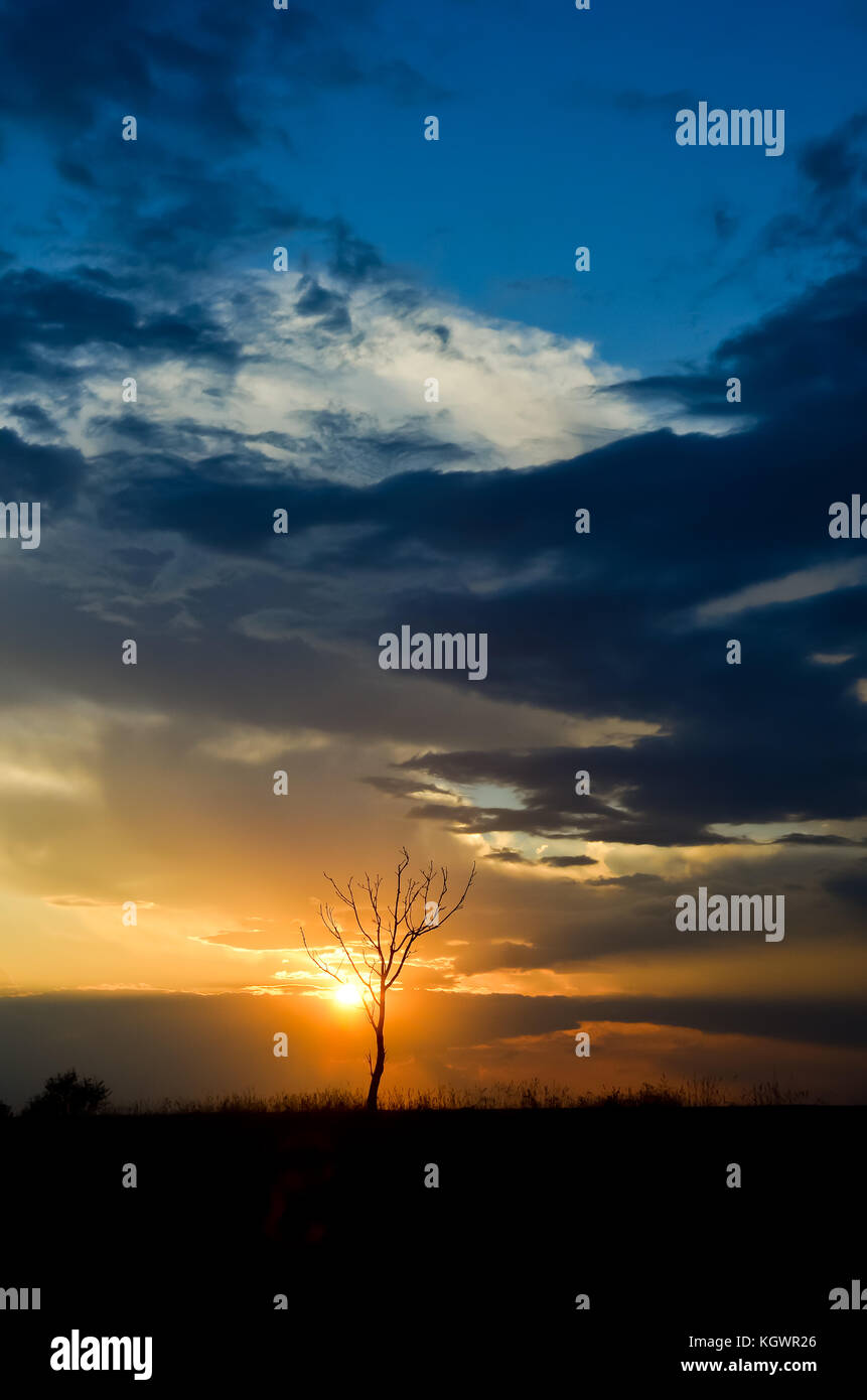 beautiful sunset with dramatic sky and one bare tree Stock Photo - Alamy
