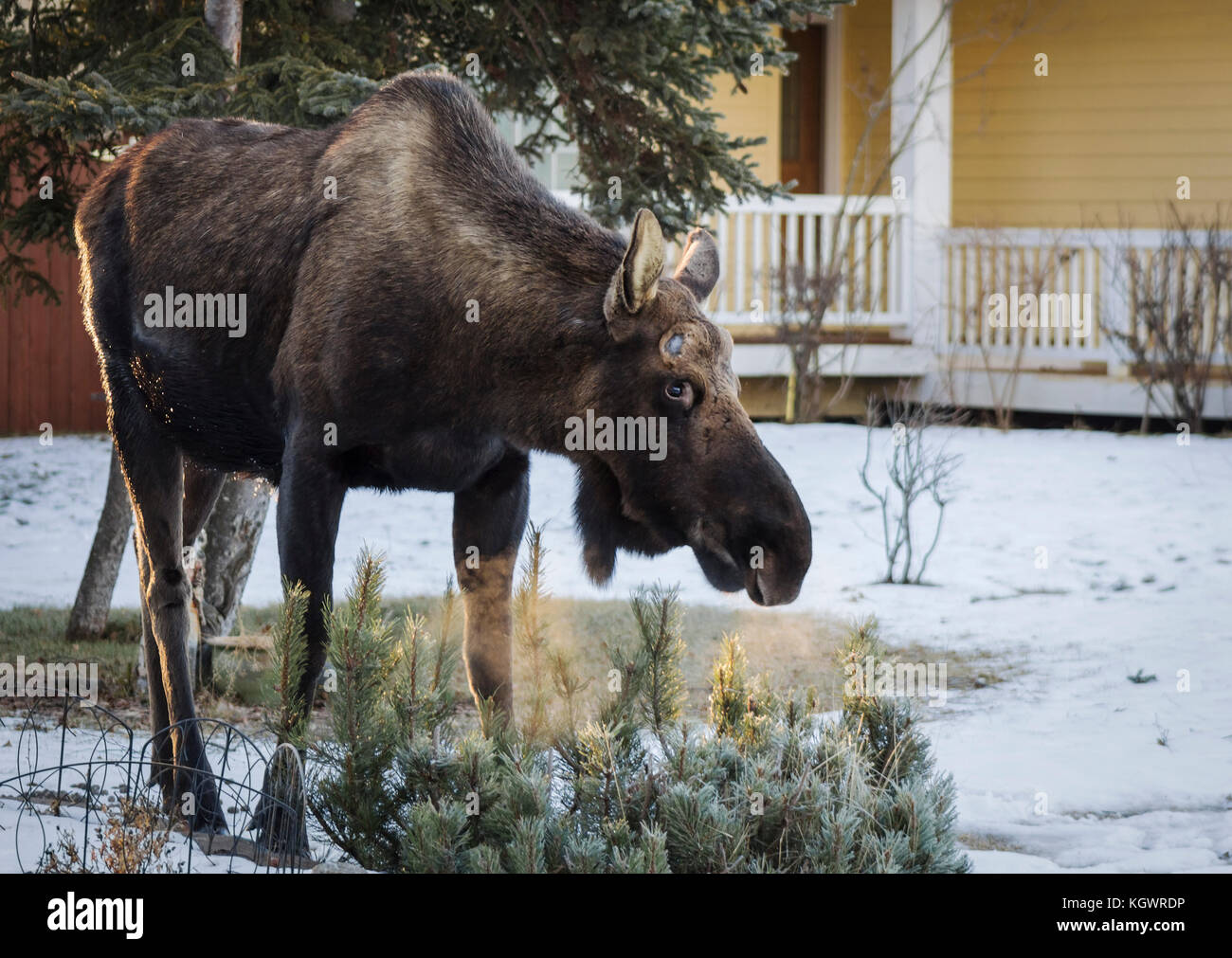 Portrait Of Moose Feeding On Shrubbery In Front Garden. Winter Morning ...