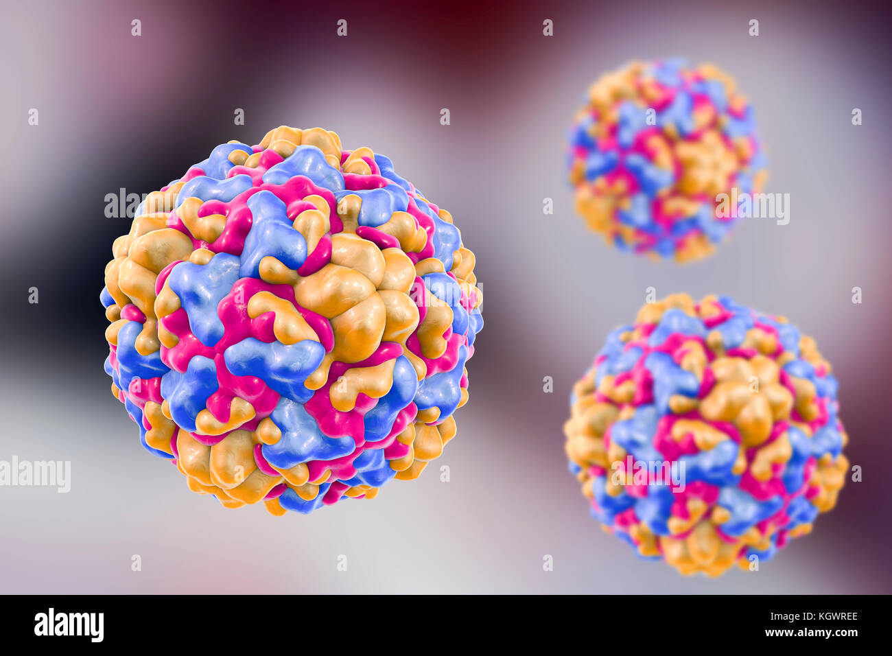 Rhinoviruses, computer illustration. The rhinovirus infects the upper ...