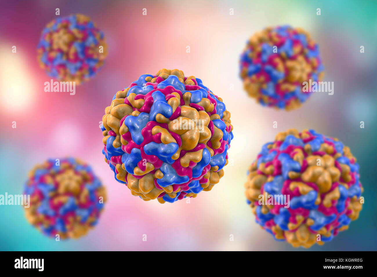 Rhinoviruses, computer illustration. The rhinovirus infects the upper ...