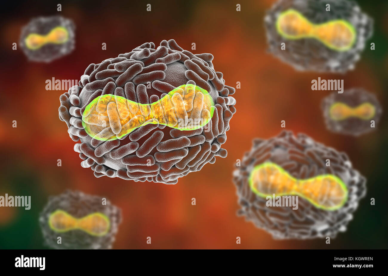 Smallpox virus. Illustration of a smallpox (variola) virus. A membrane ...