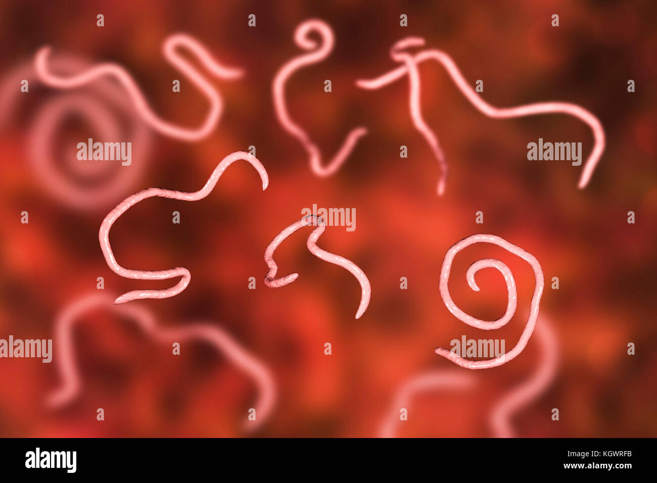 Threadworms, computer illustration. Threadworms are nematode worms that ...