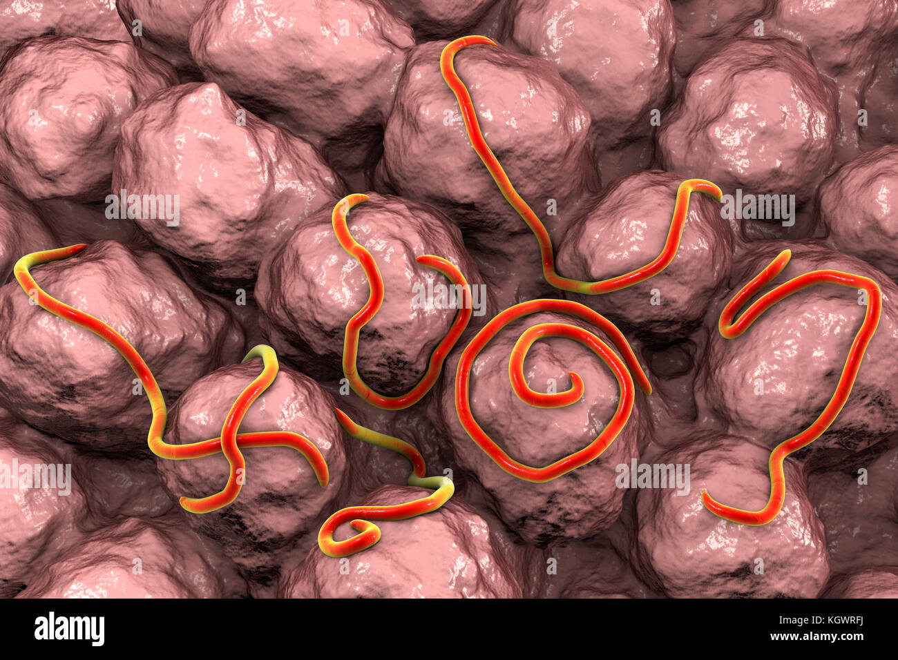 Large intestines computer High Resolution Stock Photography and Images ...