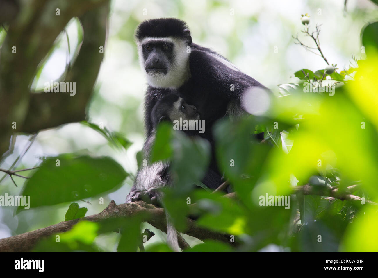 Baby monkey feeding hi-res stock photography and images - Alamy