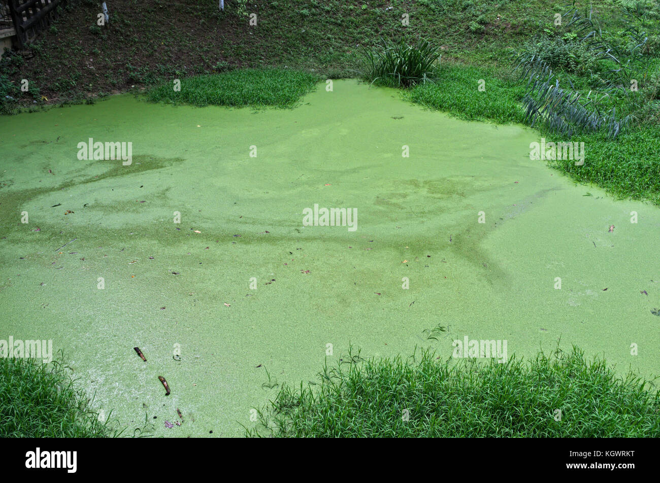 Bog with green stuff on it, closeup Stock Photo - Alamy