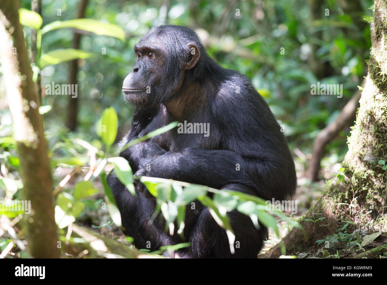 Adult chimpanzee in Kibale Forest, Uganda Stock Photo - Alamy