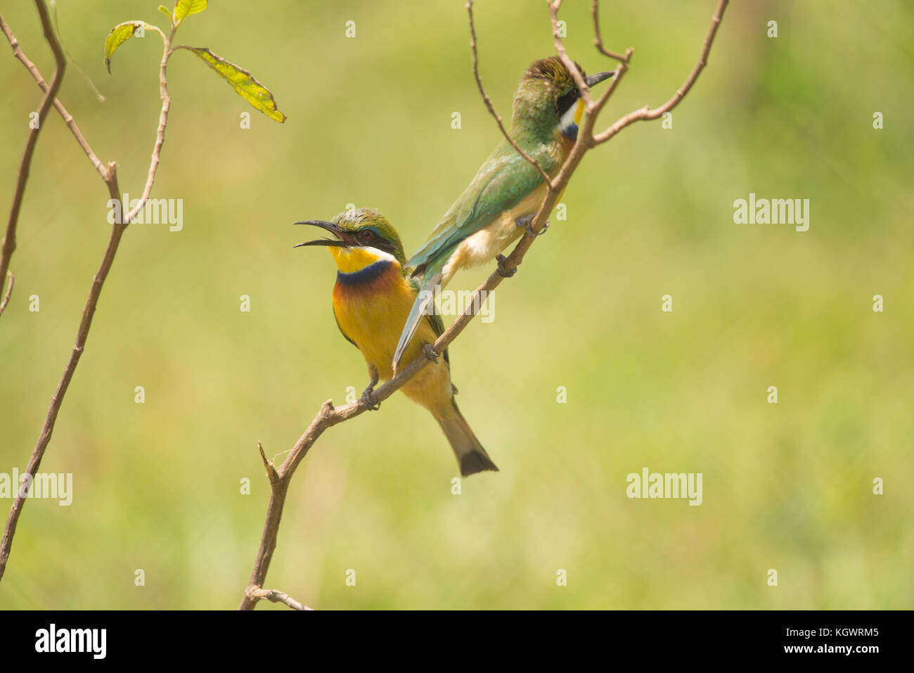 Bee eaters uganda hi-res stock photography and images - Alamy