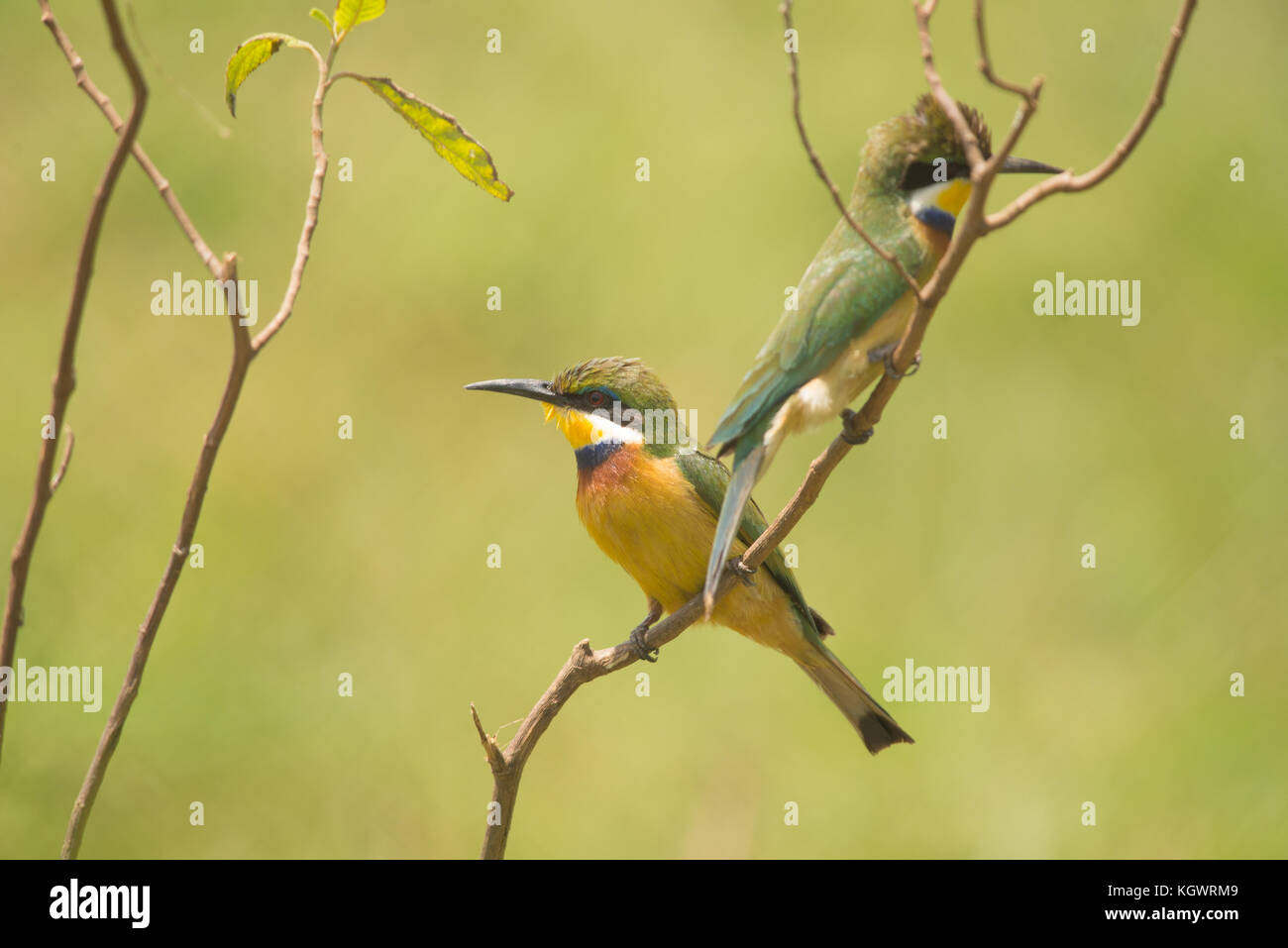 Blue-breasted bee-eaters perched on branch near Entebbe, Uganda Stock ...