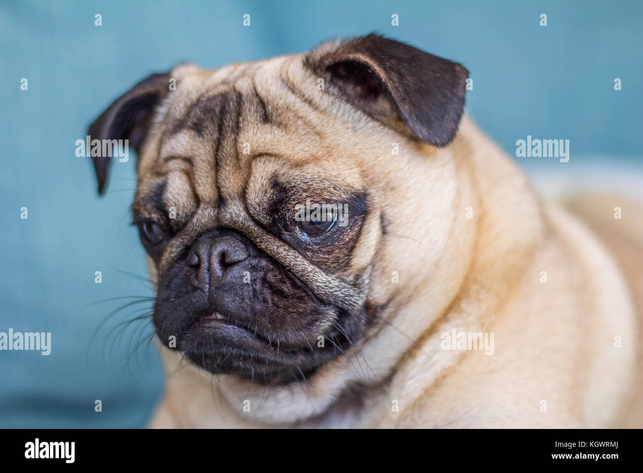 Pug nose hi-res stock photography and images - Alamy