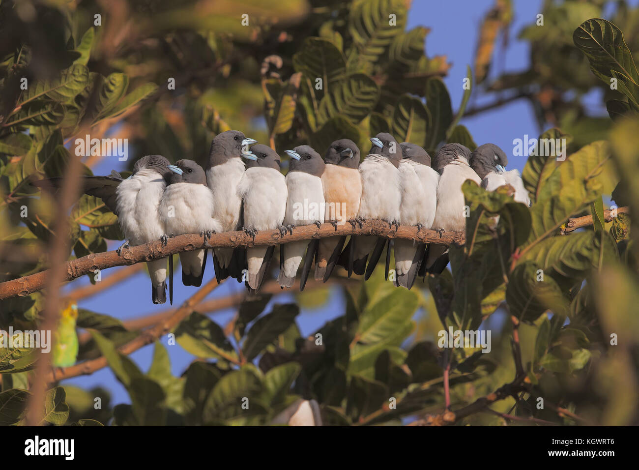 Wood swallow roosting hi-res stock photography and images - Alamy