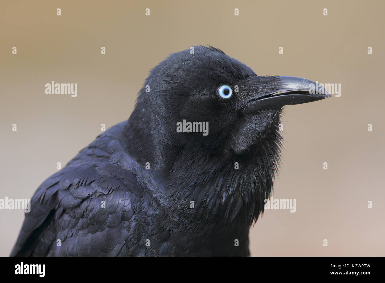 Raven species hi-res stock photography and images - Alamy