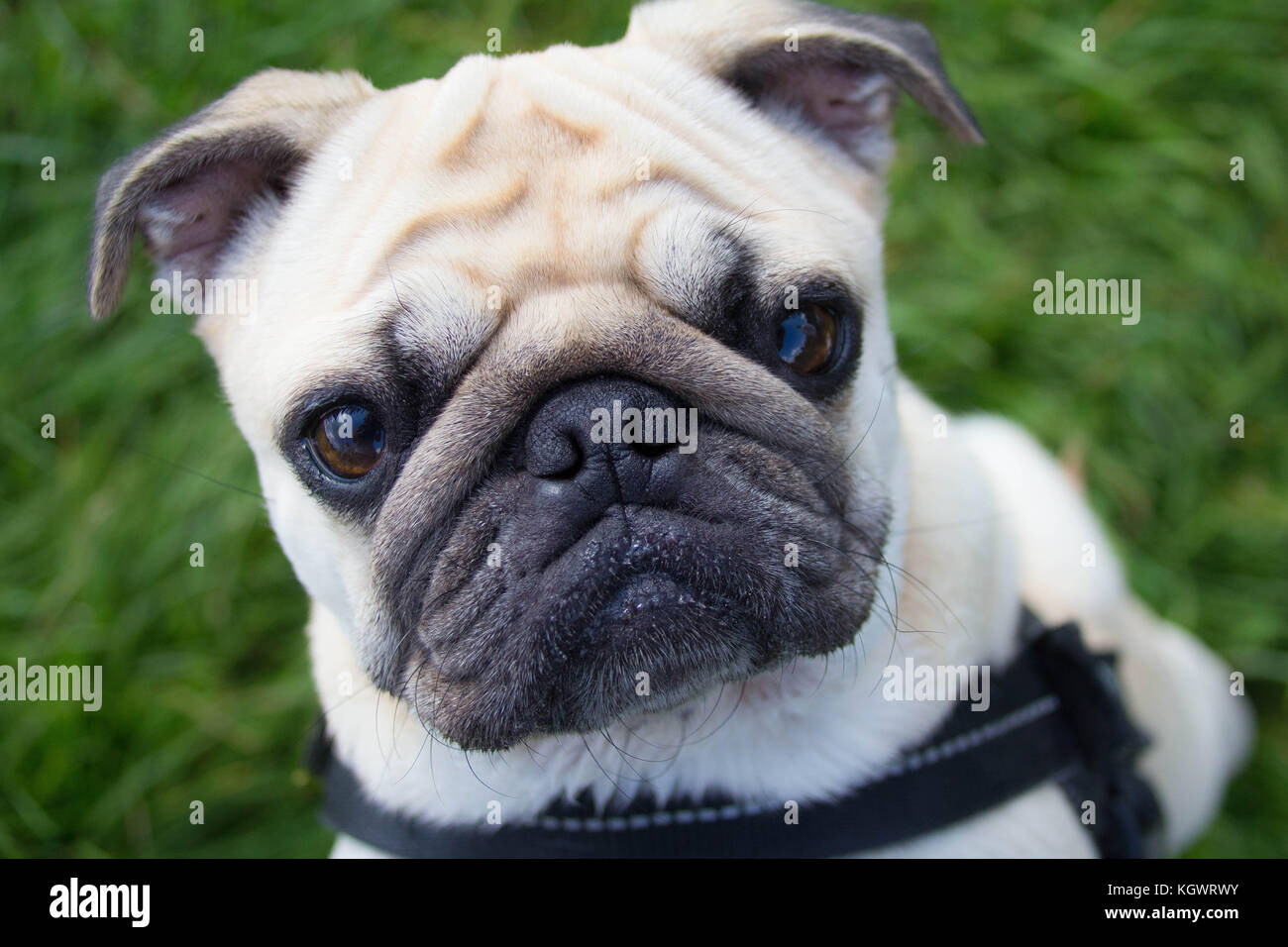 Pug outdoors enjoying the British Countryside Stock Photo - Alamy