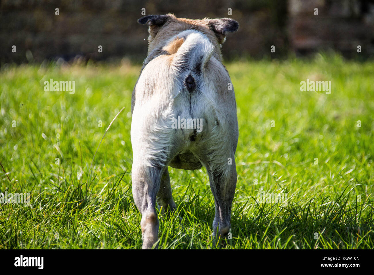Pug bum hi-res stock photography and images - Alamy