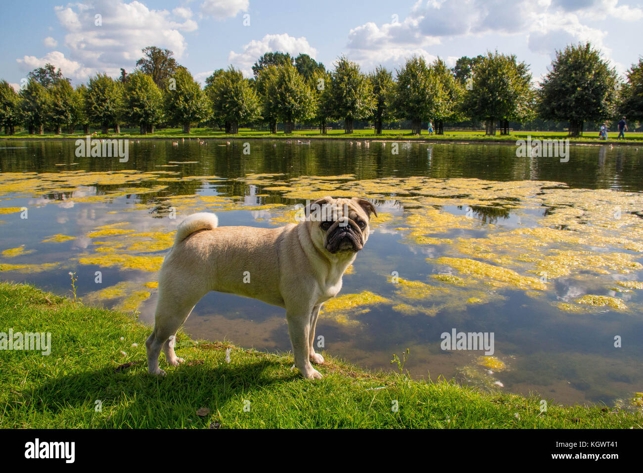 Pug outdoors enjoying the British Countryside Stock Photo - Alamy
