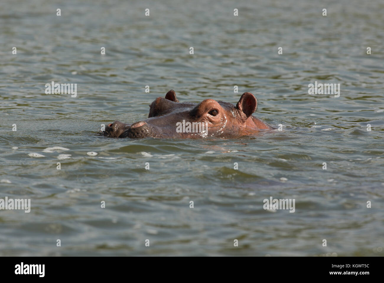 Submerged hippo, Uganda Stock Photo - Alamy