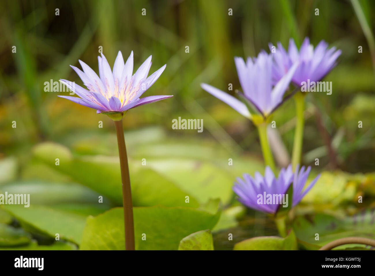 Swamp plant with flowers hi-res stock photography and images - Alamy