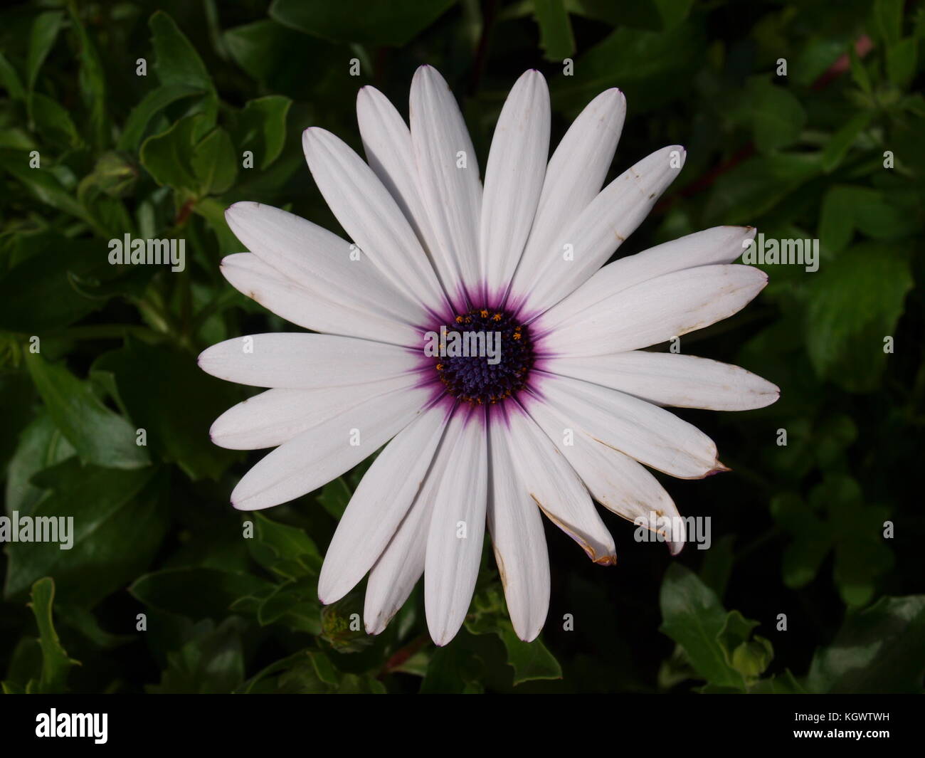 White Daisy macro closeup Stock Photo - Alamy