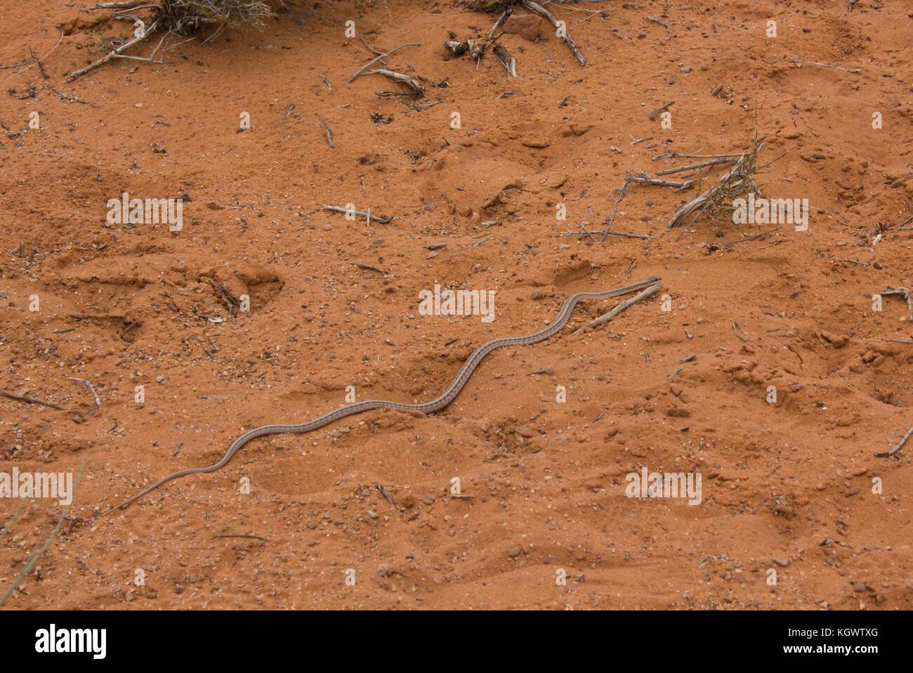 ARIZONA, USA - AUG 6 2013: Slim Snake on the red sand of Arizona land ...