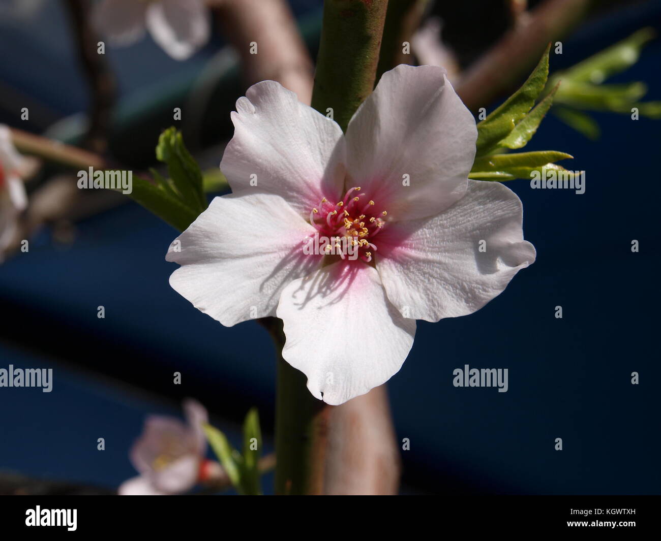 White almond tree flower hi-res stock photography and images - Alamy