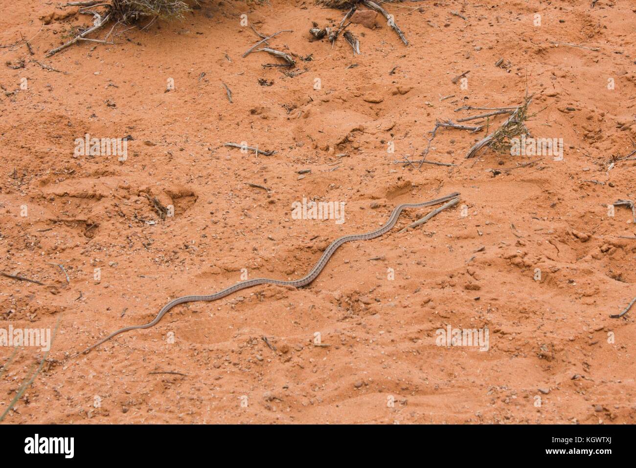 ARIZONA, USA - AUG 6 2013: Slim Snake on the red sand of Arizona land ...