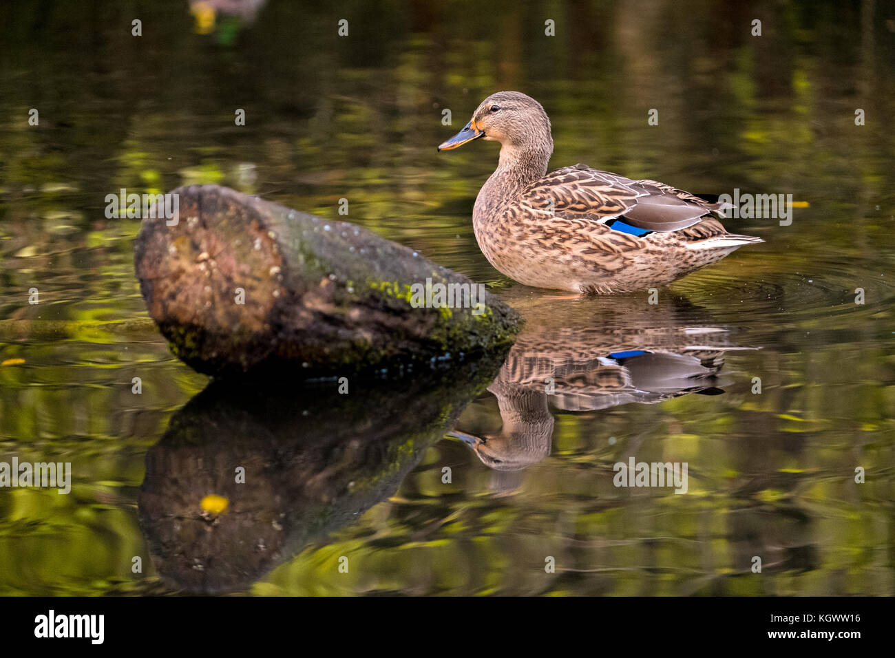 ducks swimming along the river taff, Cardiff, Wales UK Stock Photo - Alamy