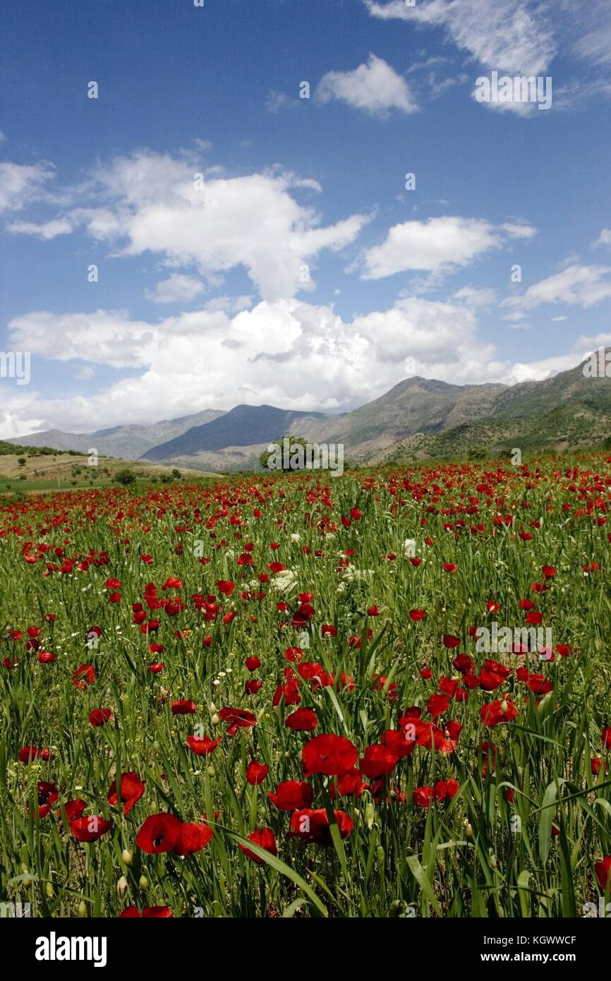 Kurdistan nature, landscape Stock Photo - Alamy