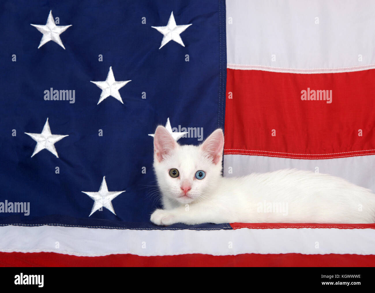 Small white tabby kitten with heterochromia eyes laying on an American ...