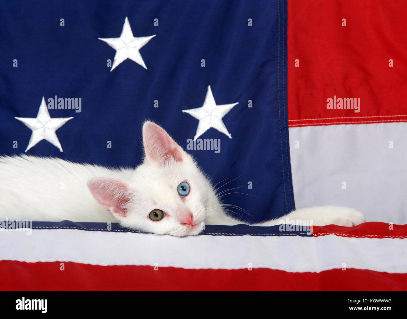 Small white tabby kitten with heterochromia eyes laying on an American ...