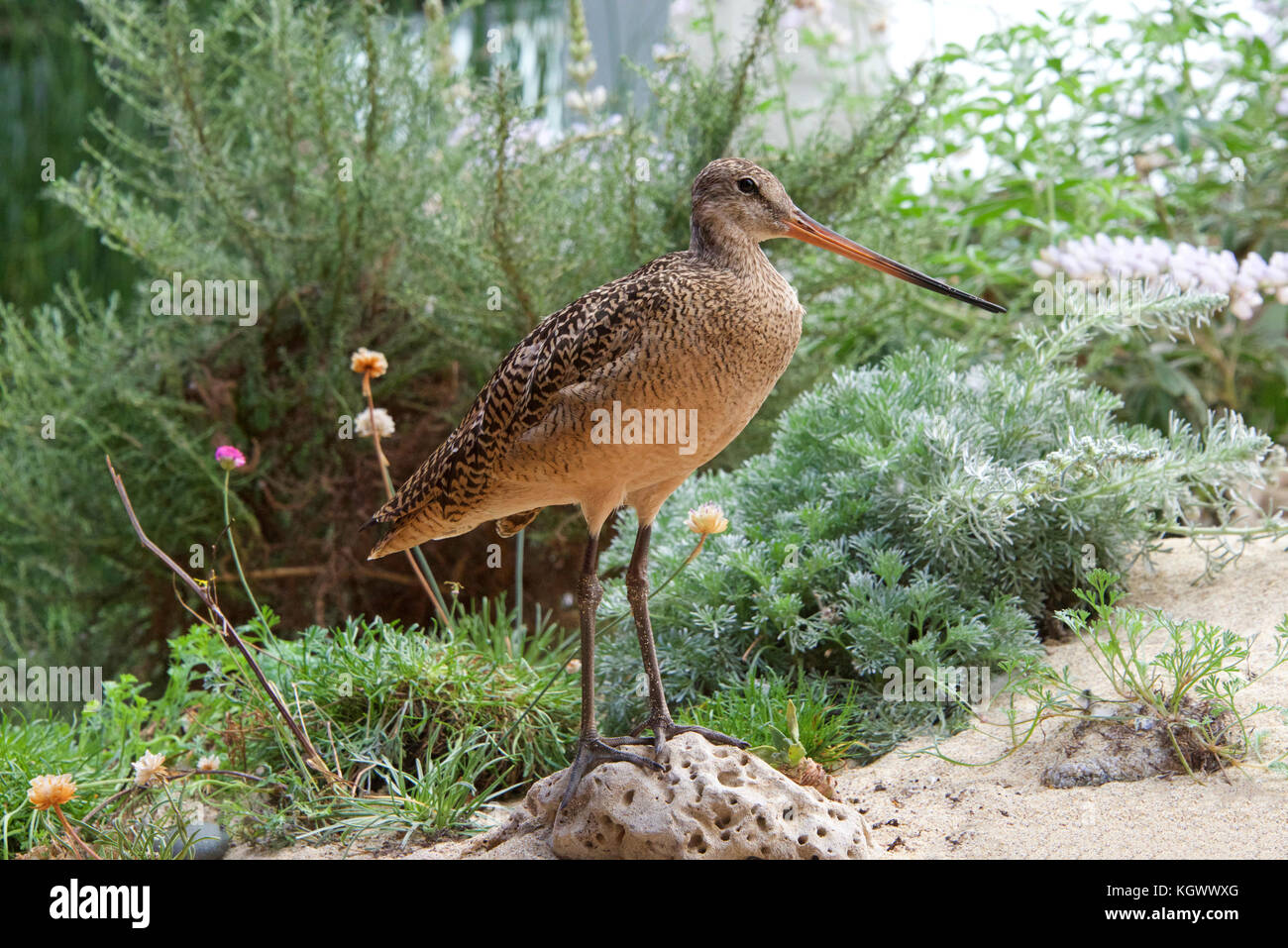 One Marbled Godwit bird standing on a rock at the beach with flowers ...