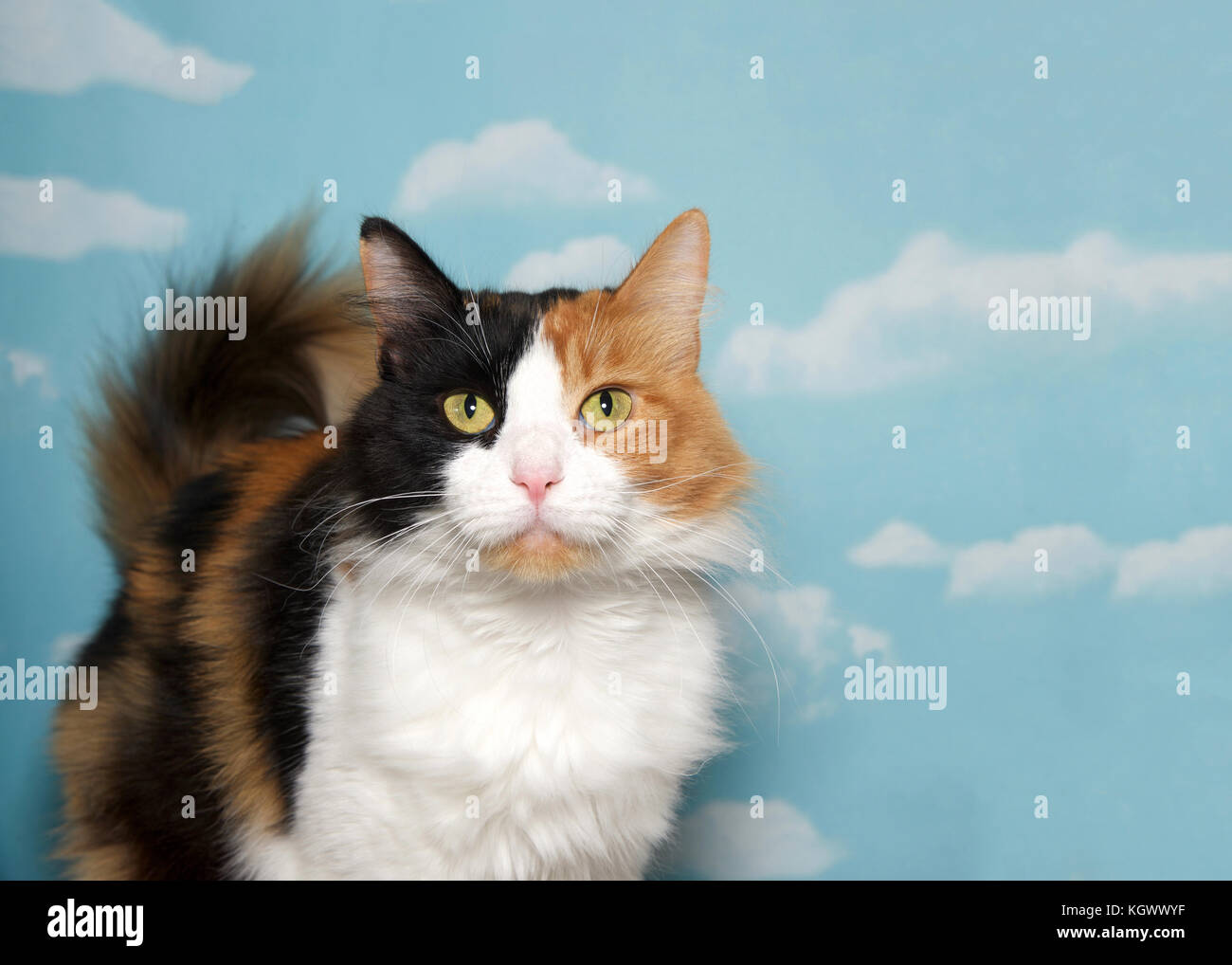 Portrait of a calico cat looking directly at viewer, blue background ...