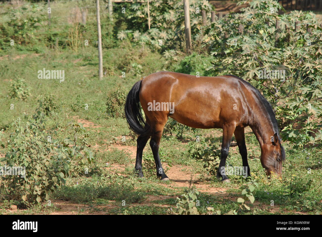 the beautiful horse Stock Photo - Alamy