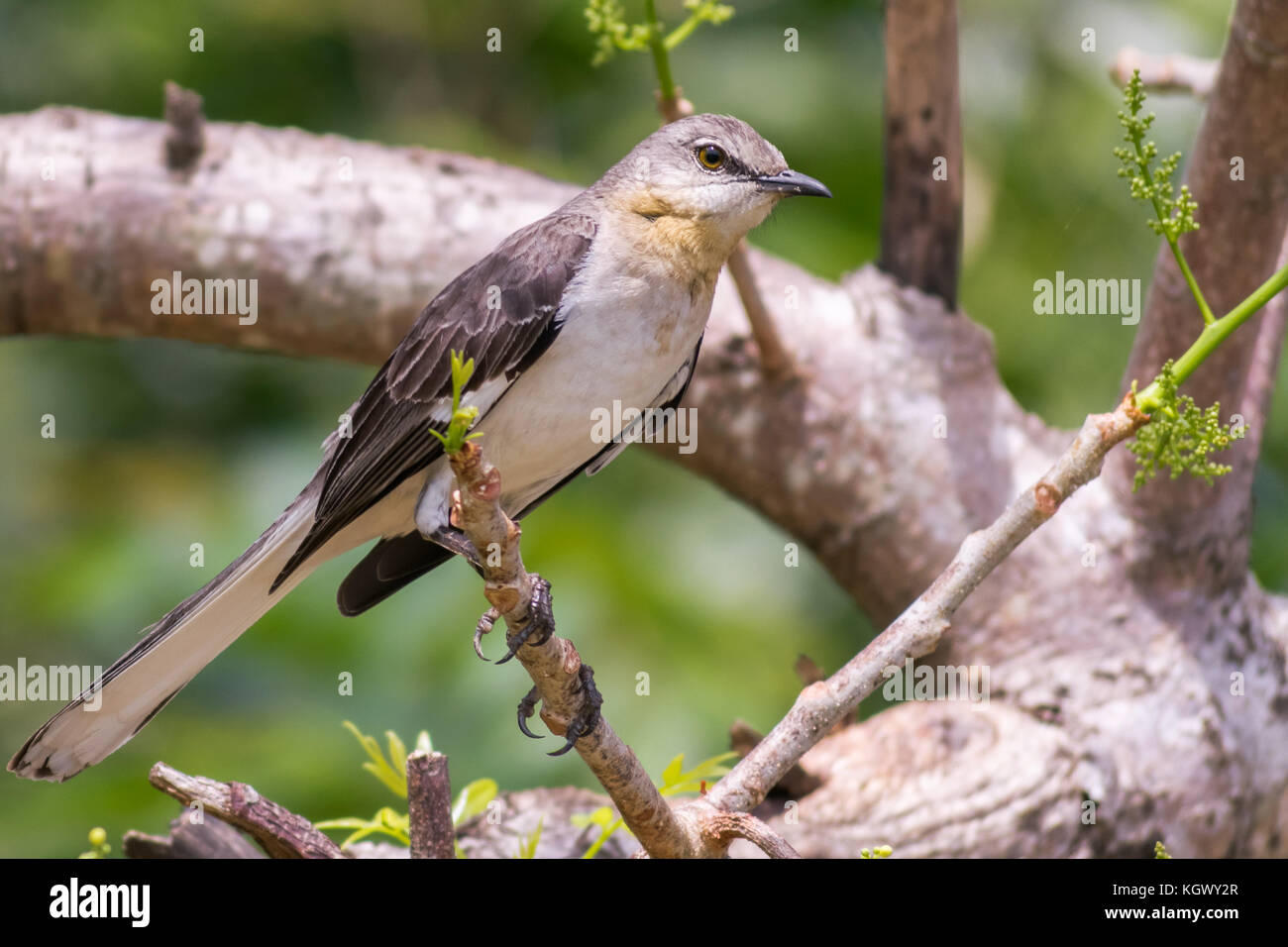 Mockingbird feathers hi-res stock photography and images - Alamy