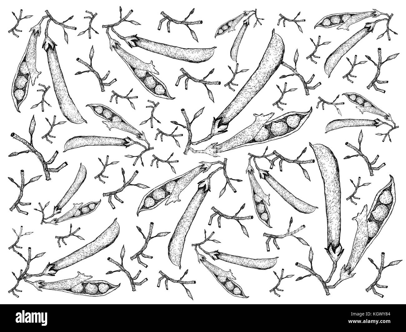 Vegetable, Illustration Background Pattern of Hand Drawn Sketch Fresh ...