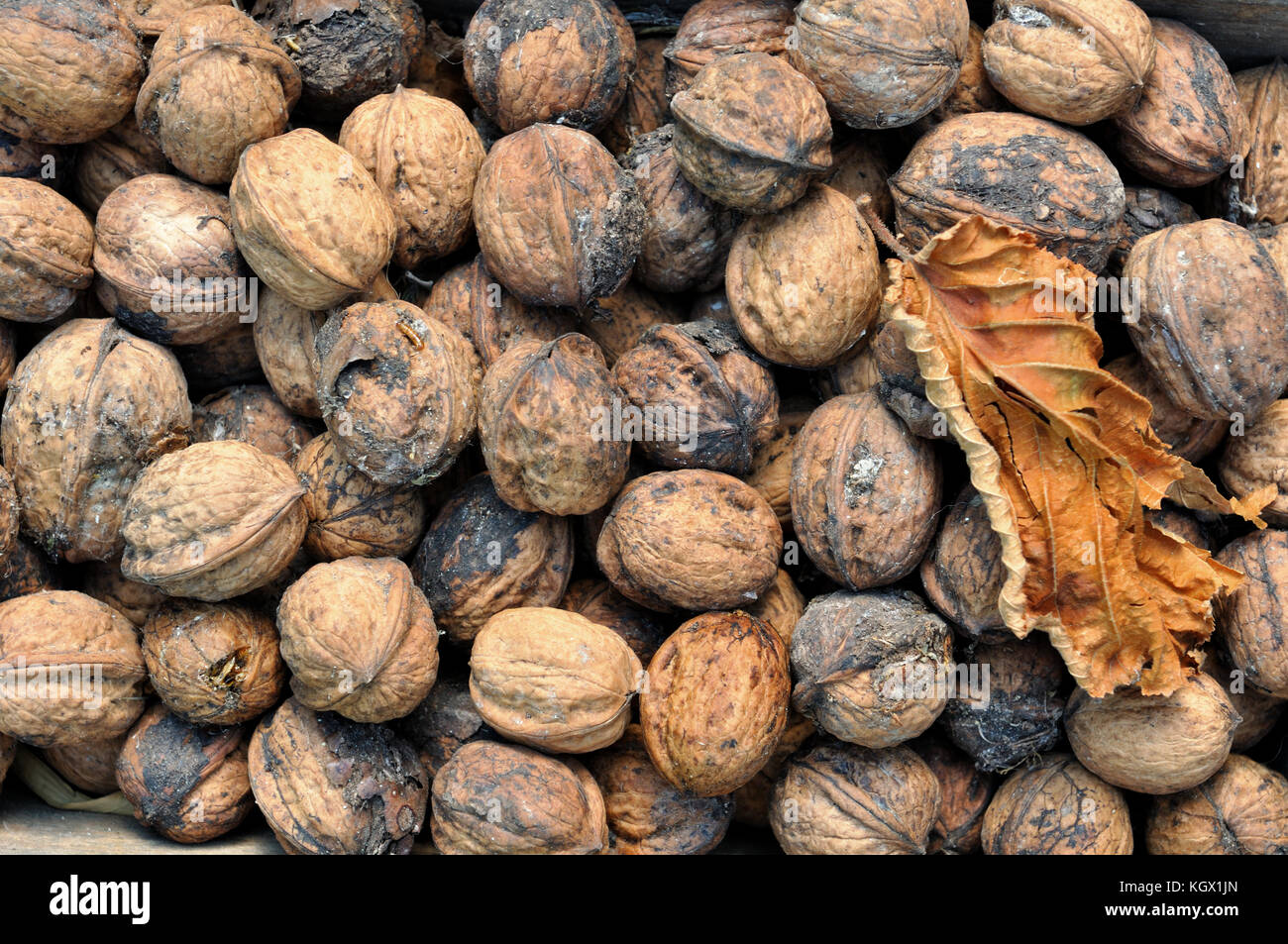 fresh walnuts background with a leaf Stock Photo - Alamy