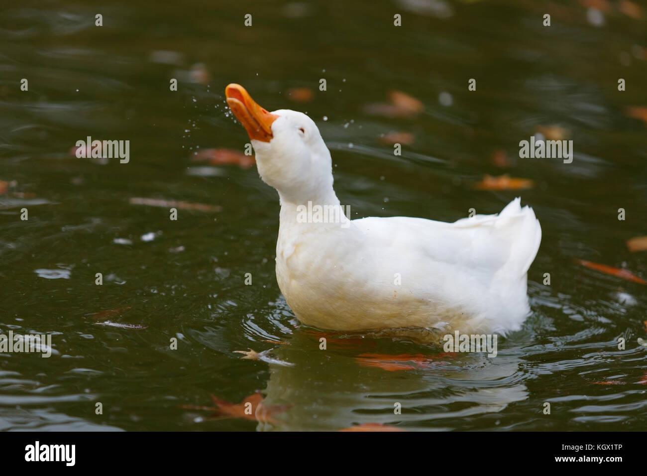Beautiful white duck with orange peak swimming in a lake Stock Photo ...