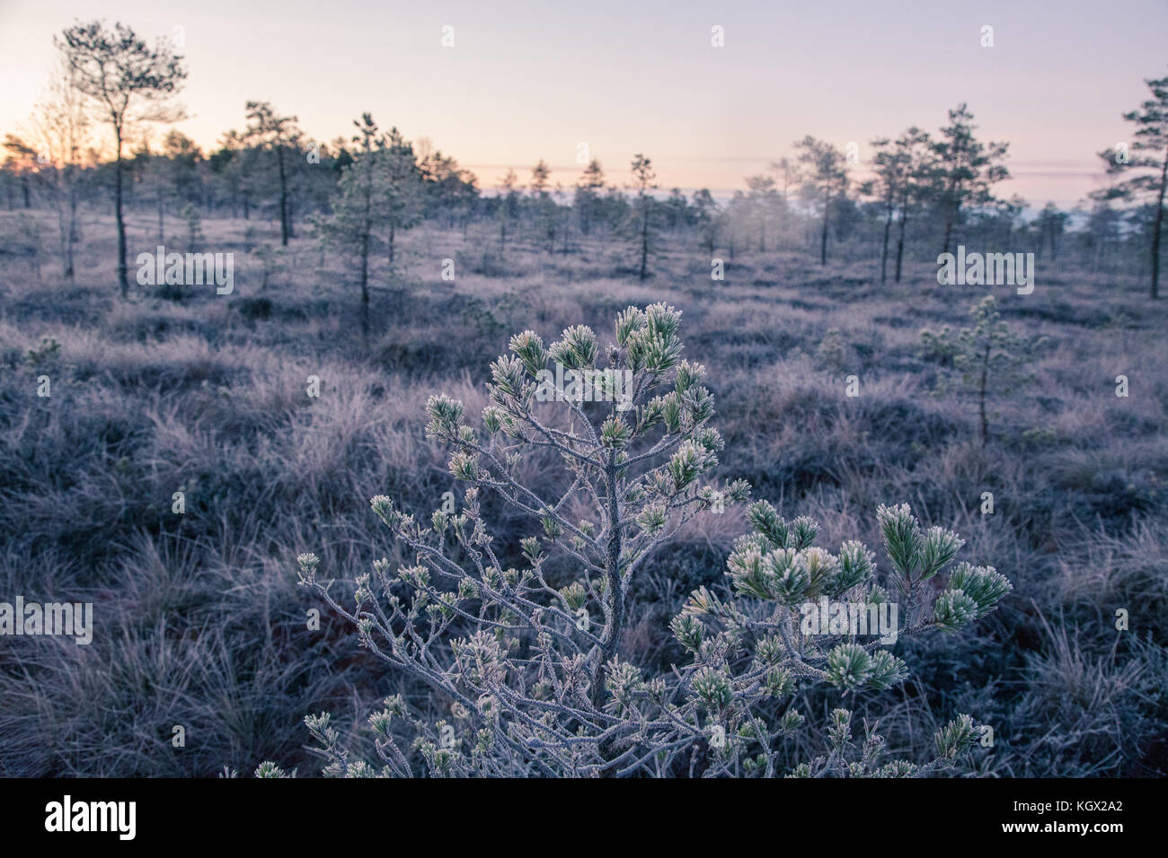 A beautiful morning landscape in a frozen swamp. Bright, colorful ...