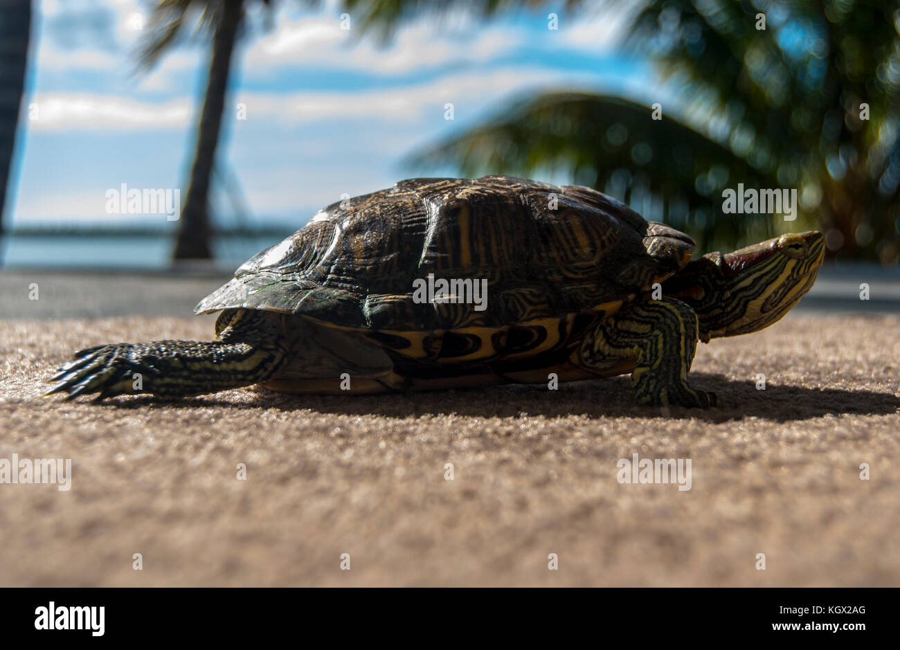 Teen photography nature hi-res stock photography and images - Alamy