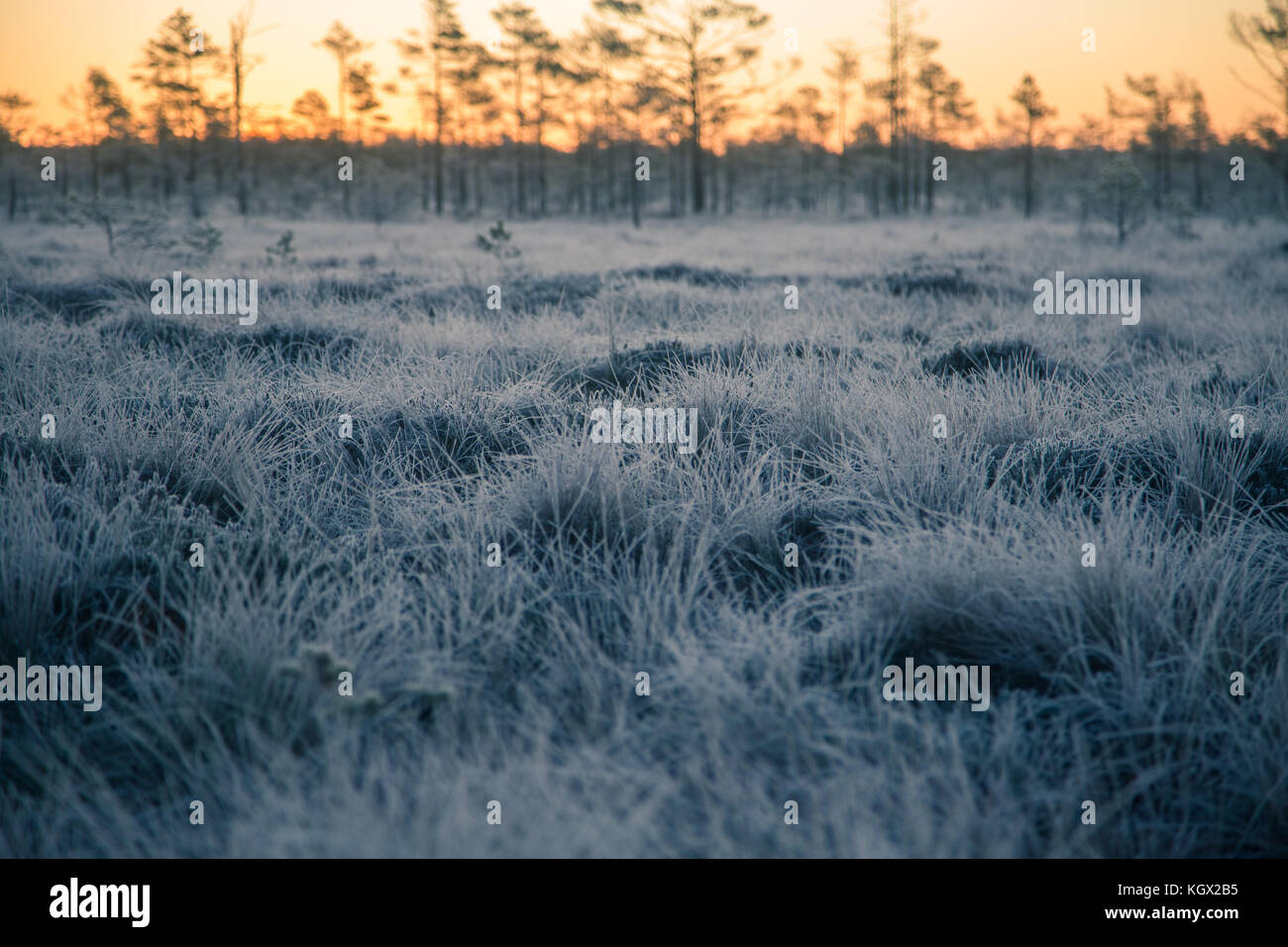A beautiful morning landscape in a frozen swamp. Bright, colorful ...