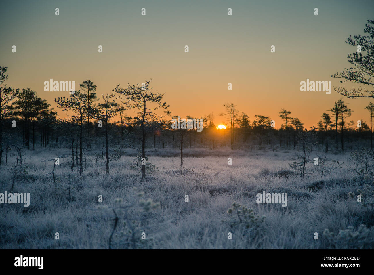 A beautiful morning landscape in a frozen swamp. Bright, colorful ...
