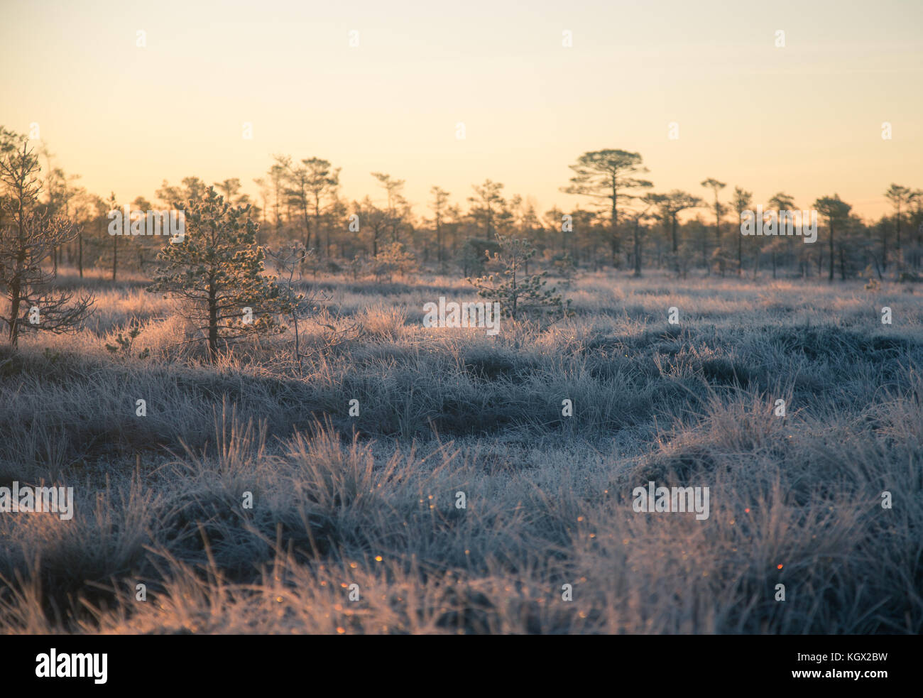 A beautiful morning landscape in a frozen swamp. Bright, colorful ...