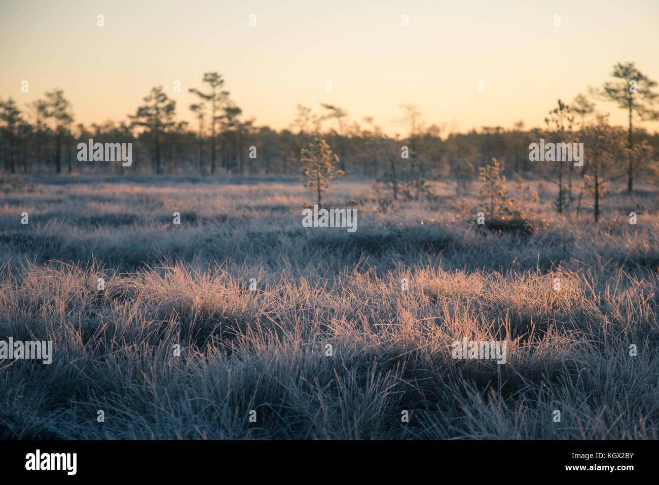 A beautiful morning landscape in a frozen swamp. Bright, colorful ...