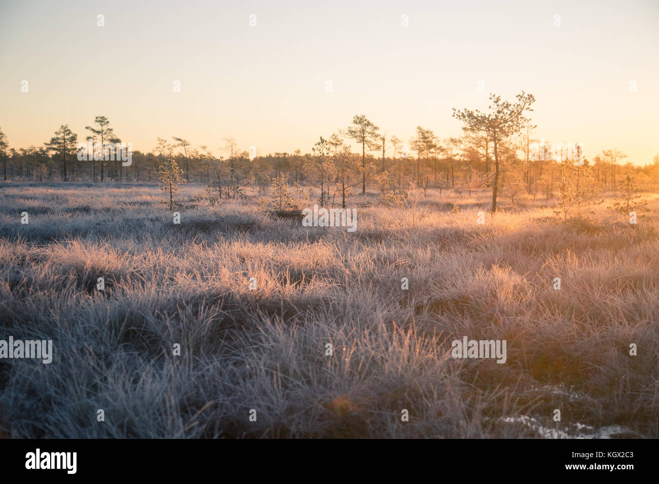 A beautiful morning landscape in a frozen swamp. Bright, colorful ...
