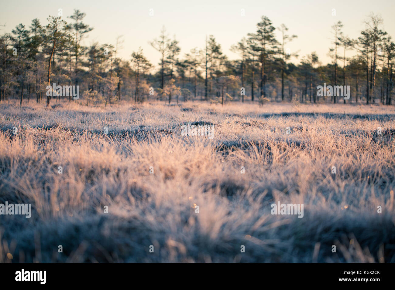 A beautiful morning landscape in a frozen swamp. Bright, colorful ...
