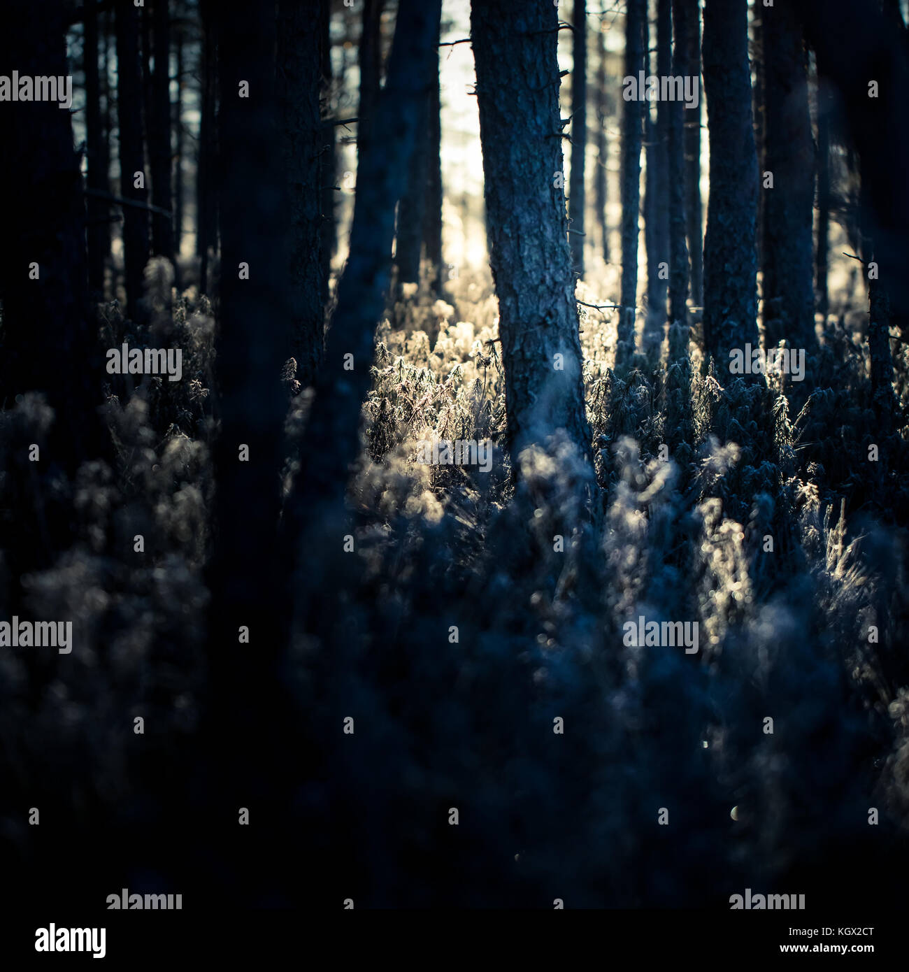 A beautiful morning landscape in a frozen swamp. Bright, colorful ...