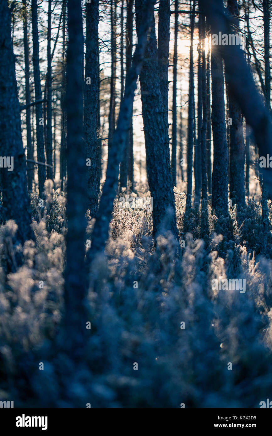 A beautiful morning landscape in a frozen swamp. Bright, colorful ...